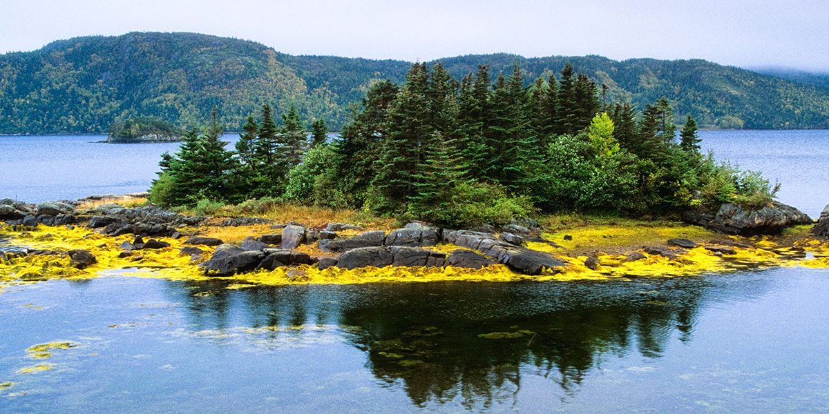 Contact – Newfoundland Forest Safety